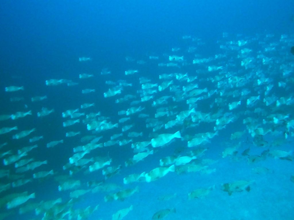2026-27 カンムリブダイの産卵 - Blue MarlinBlue Marlin