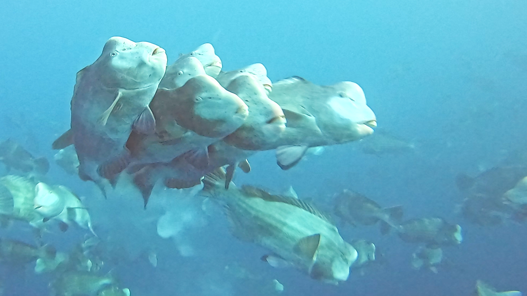 2026-27 カンムリブダイの産卵 - Blue MarlinBlue Marlin